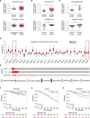Frontiers | Distinct Roles of m5C RNA Methyltransferase NSUN2 in Major Gynecologic Cancers